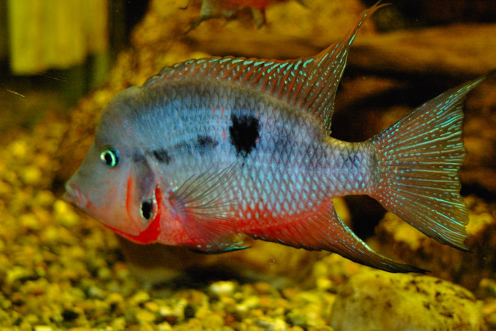 Mojarra boca de fuego • Thorichthys meeki • Ficha de pez