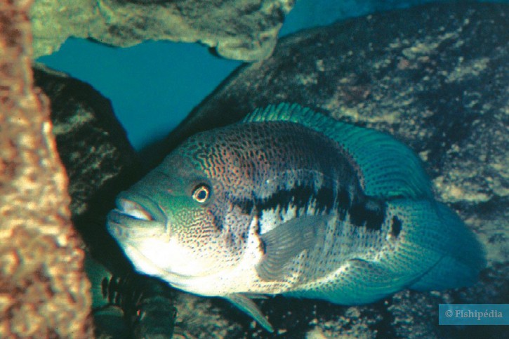 Parachromis dovii • Fish sheet