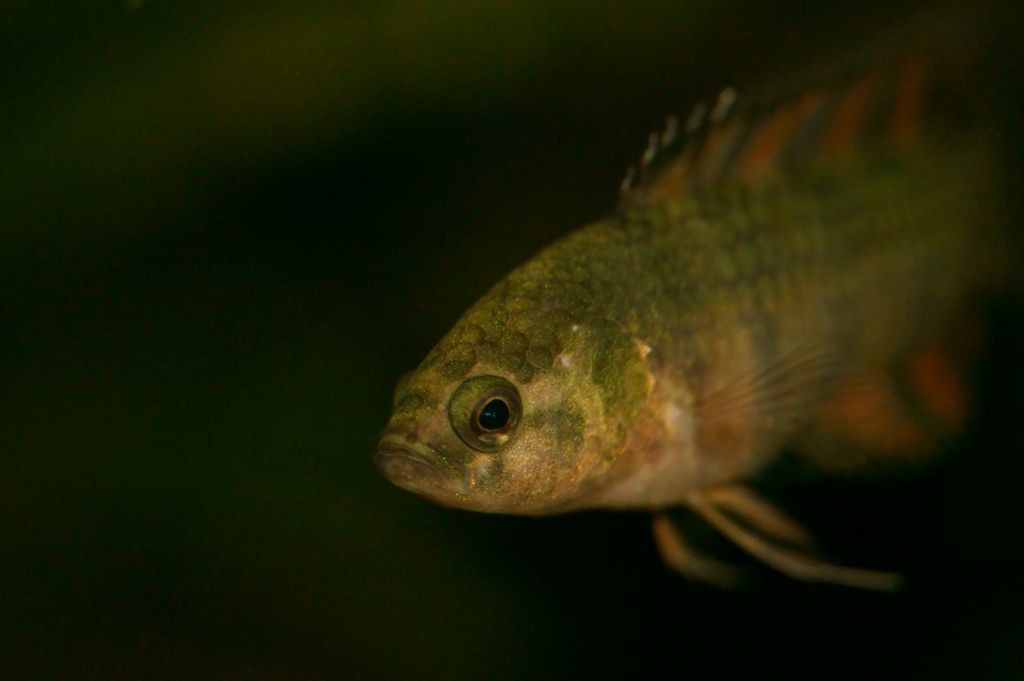 Microctenopoma ansorgii • Ficha de pez