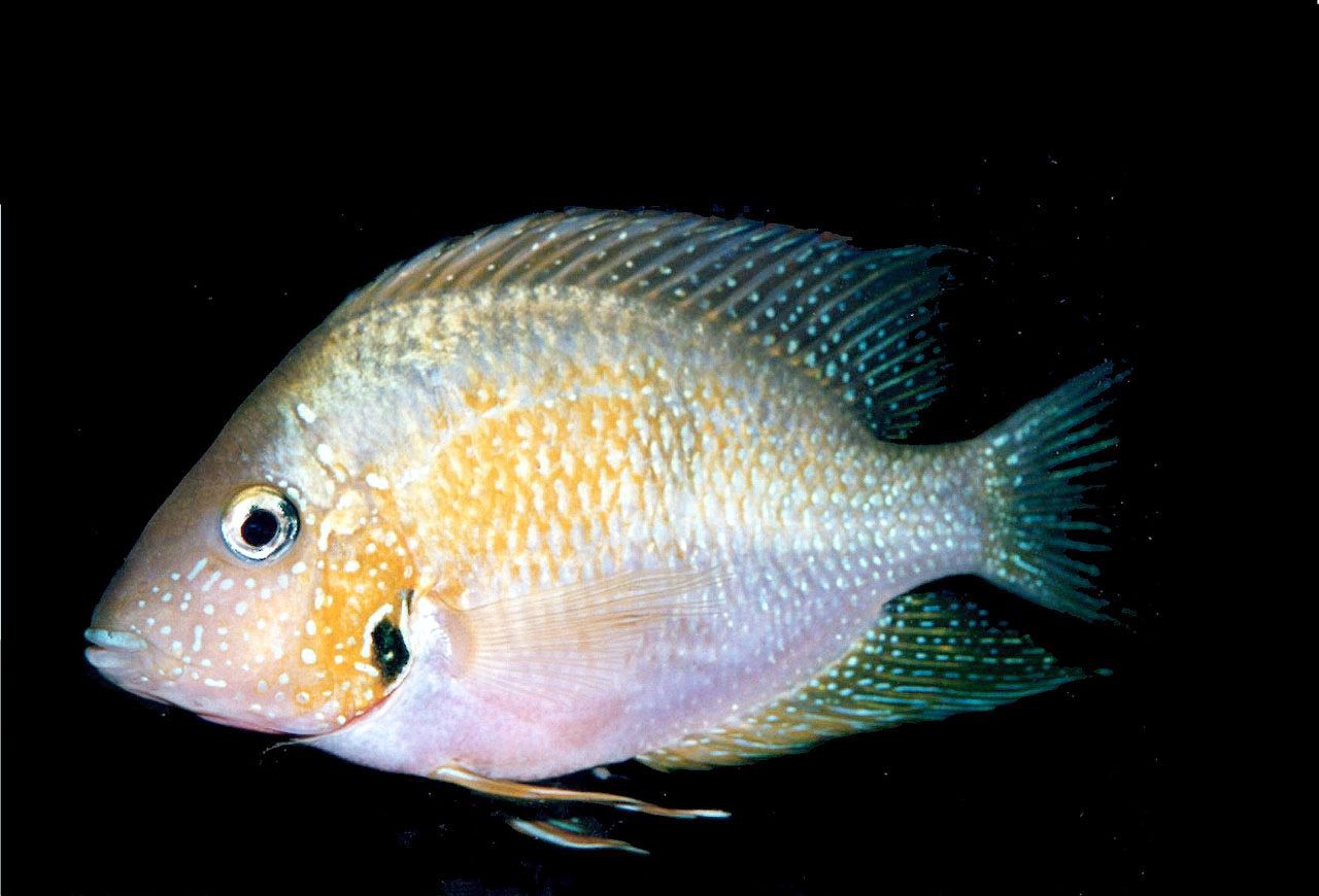 Thorichthys helleri • Fish sheet