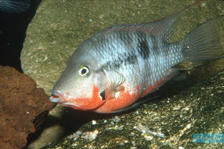 Thorichthys meeki • Fish sheet