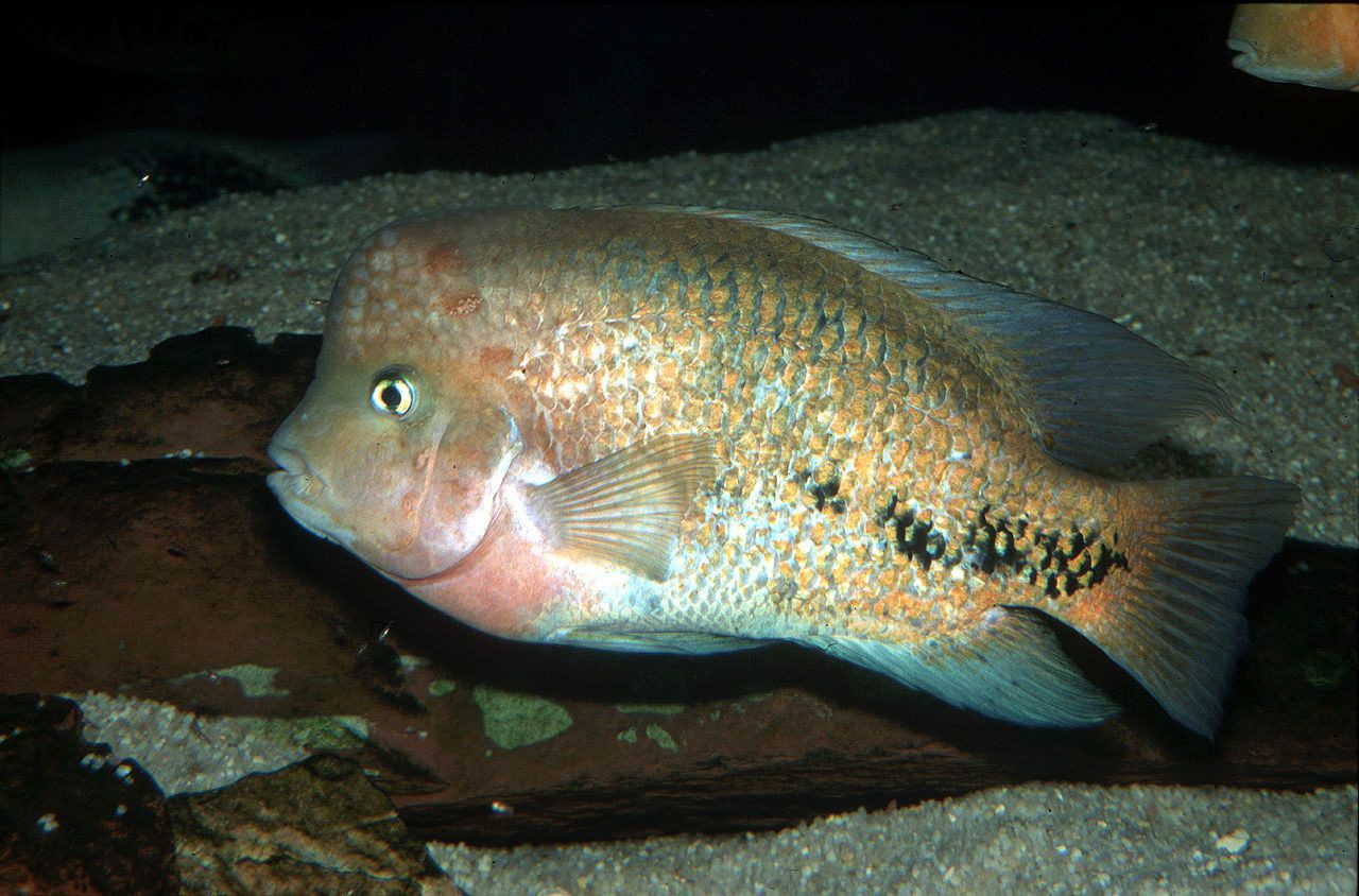 Vieja synspilus • Ficha de pez