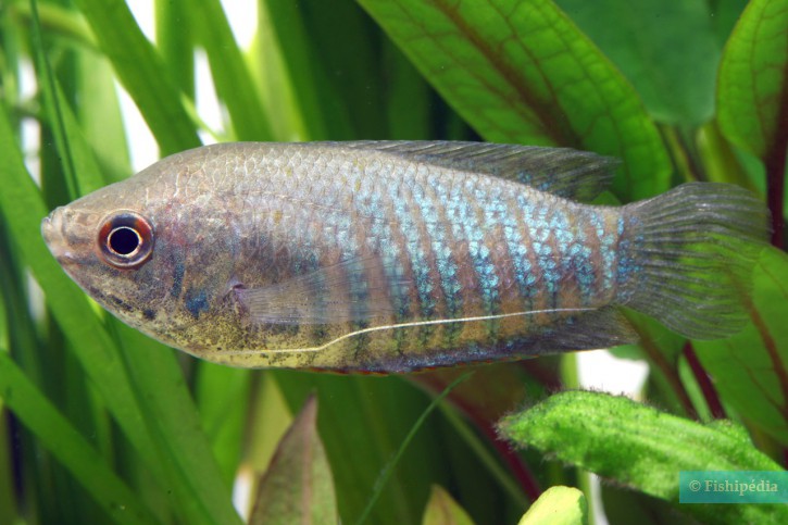 Colisa labiosa • Trichogaster labiosa • Fiche poissons