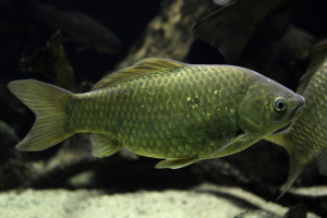 2000 ans d'histoire de poisson rouge - Fishipedia