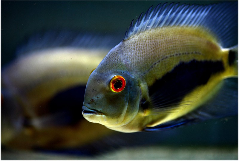 Uaru amphiacanthoides • Fish sheet