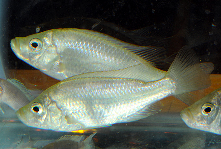 Caprichromis orthognathus • Ficha de pez