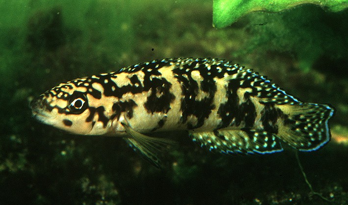 Julidochromis sp. Gombi • Ficha de pez