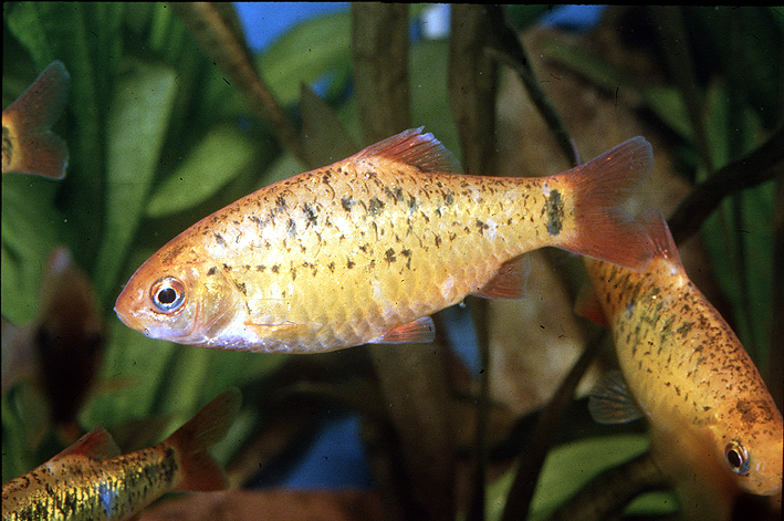 Barbodes semifasciolatus • barbo • Ficha de pez