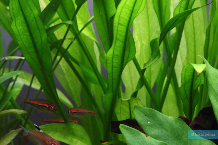 Echinodorus bleheri • Scheda pianta