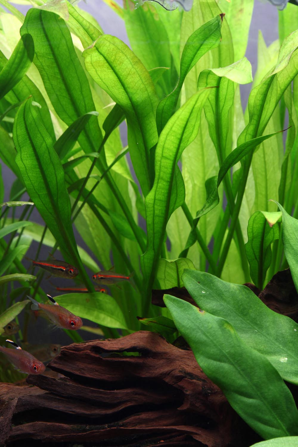 Echinodorus bleheri • Planta