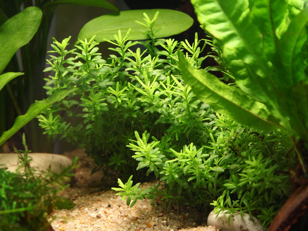 Mayaca fluviatilis • Planta