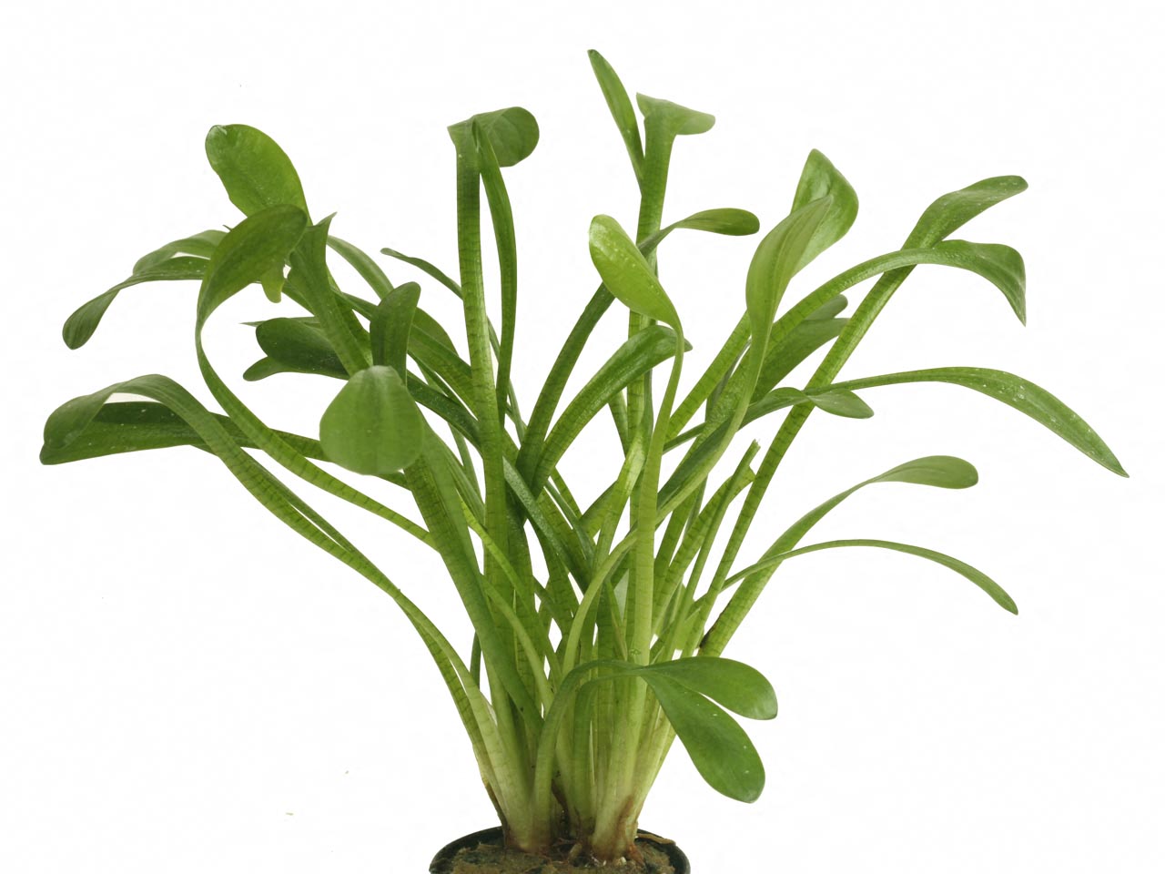 Sagittaria teres • Planta