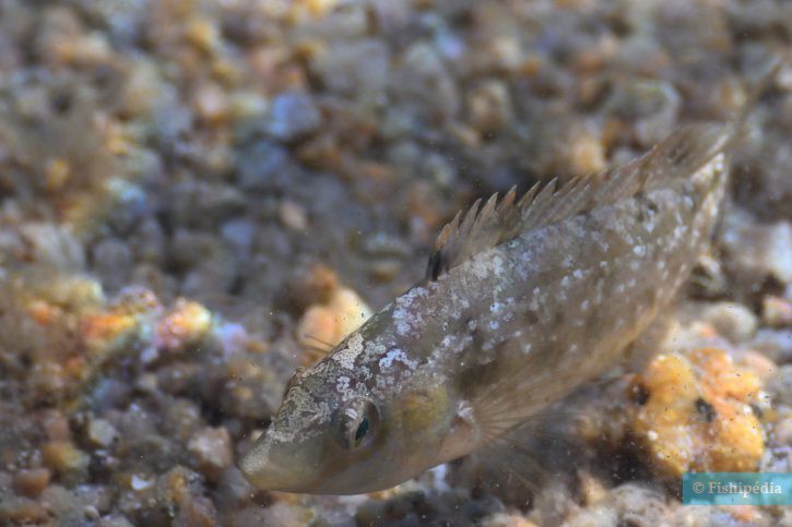 Symphodus cinereus • Lábrido • Ficha de pez
