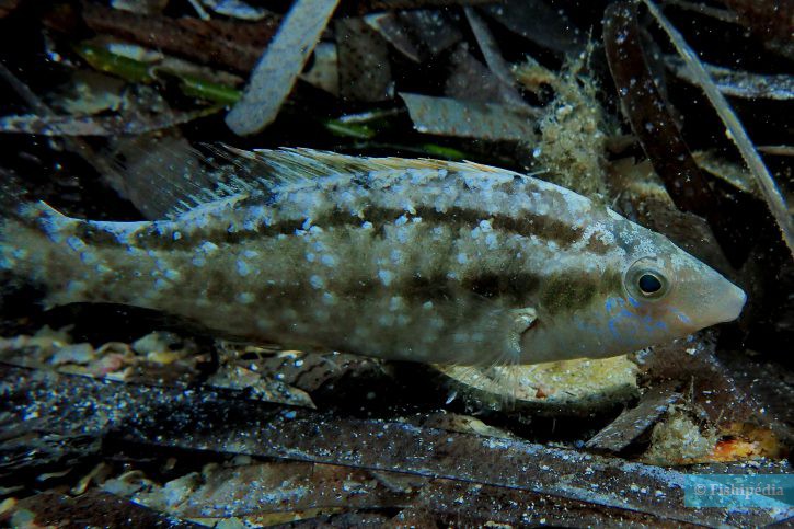 Symphodus cinereus • Lábrido • Ficha de pez