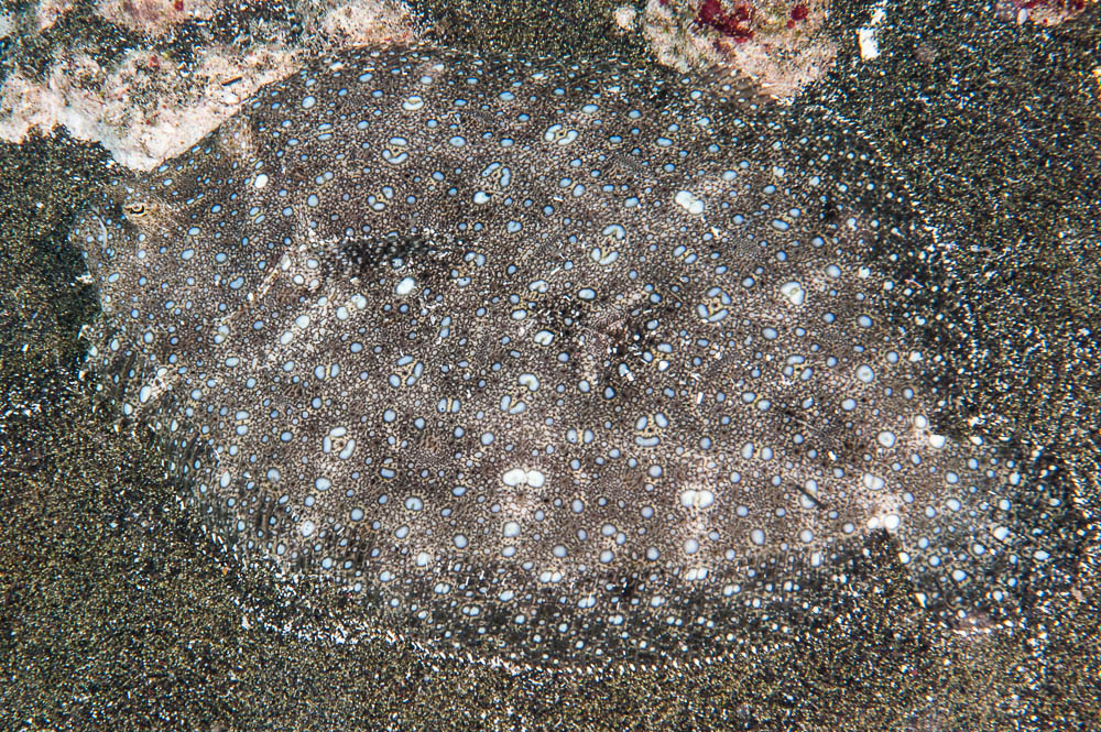 Flet fleuri • Bothus mancus • Fiche poissons