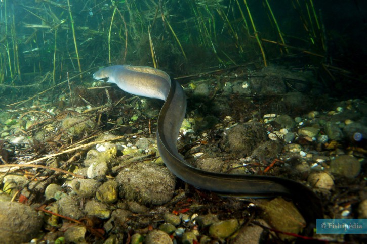 European eel • Anguilla anguilla • Fish sheet