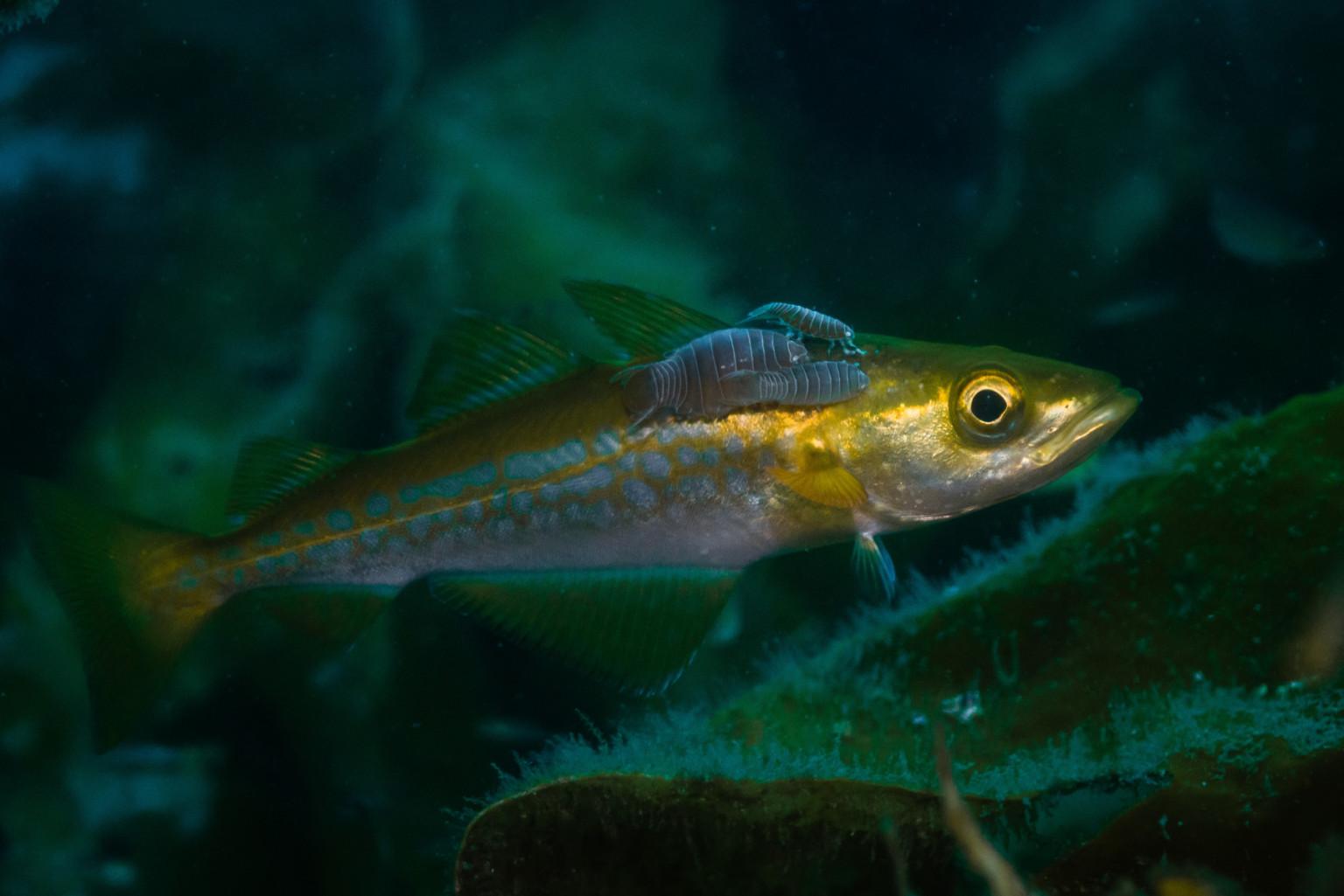 Pêche durable en Méditerranée : conseils, tailles minimales et poissons ...