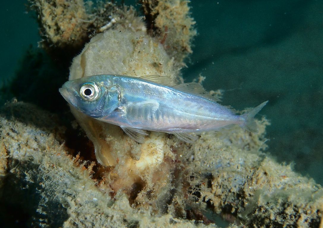 Pêche durable en Méditerranée : conseils, tailles minimales et poissons ...