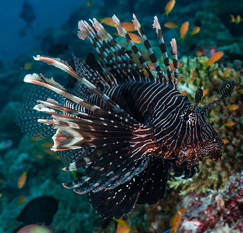 Nageoire • Définition