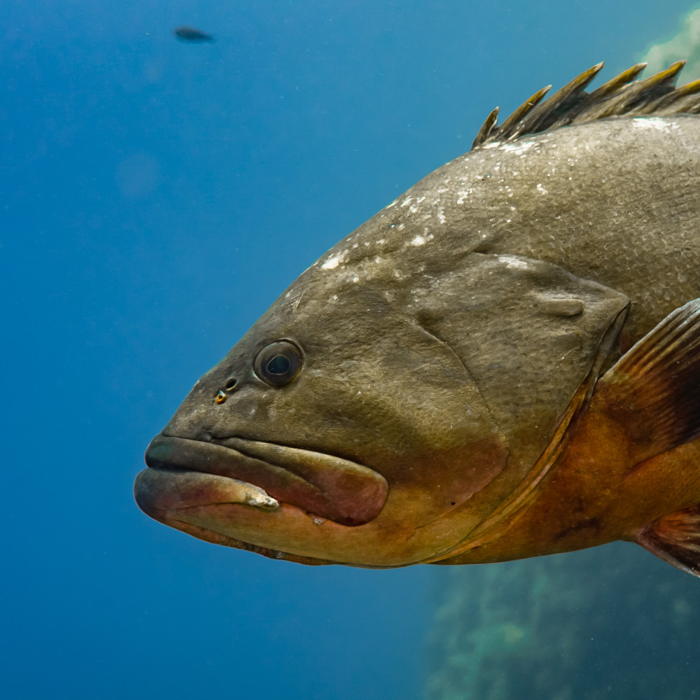 El acuario • Fishipedia