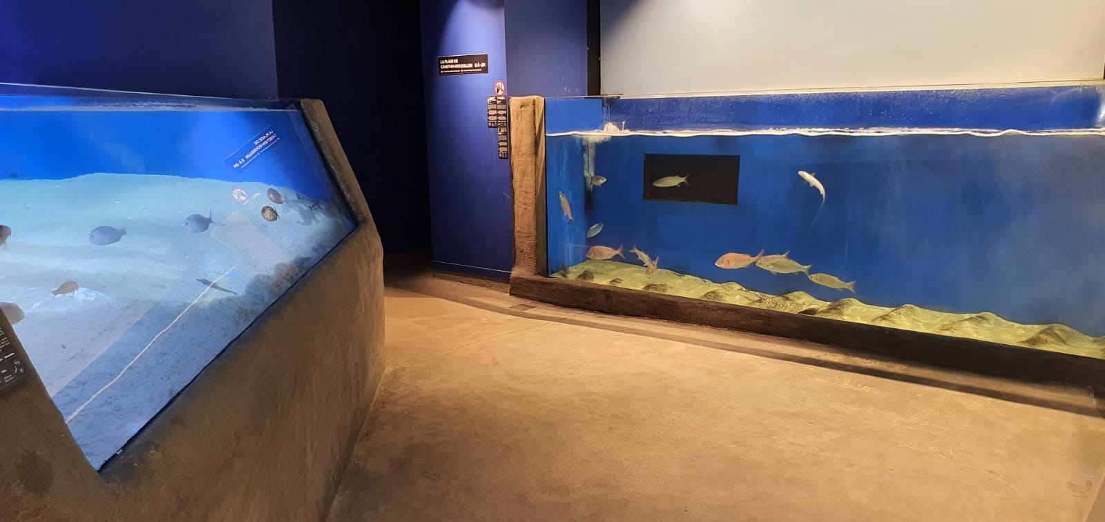 The beach of Canet • • Fishipedia