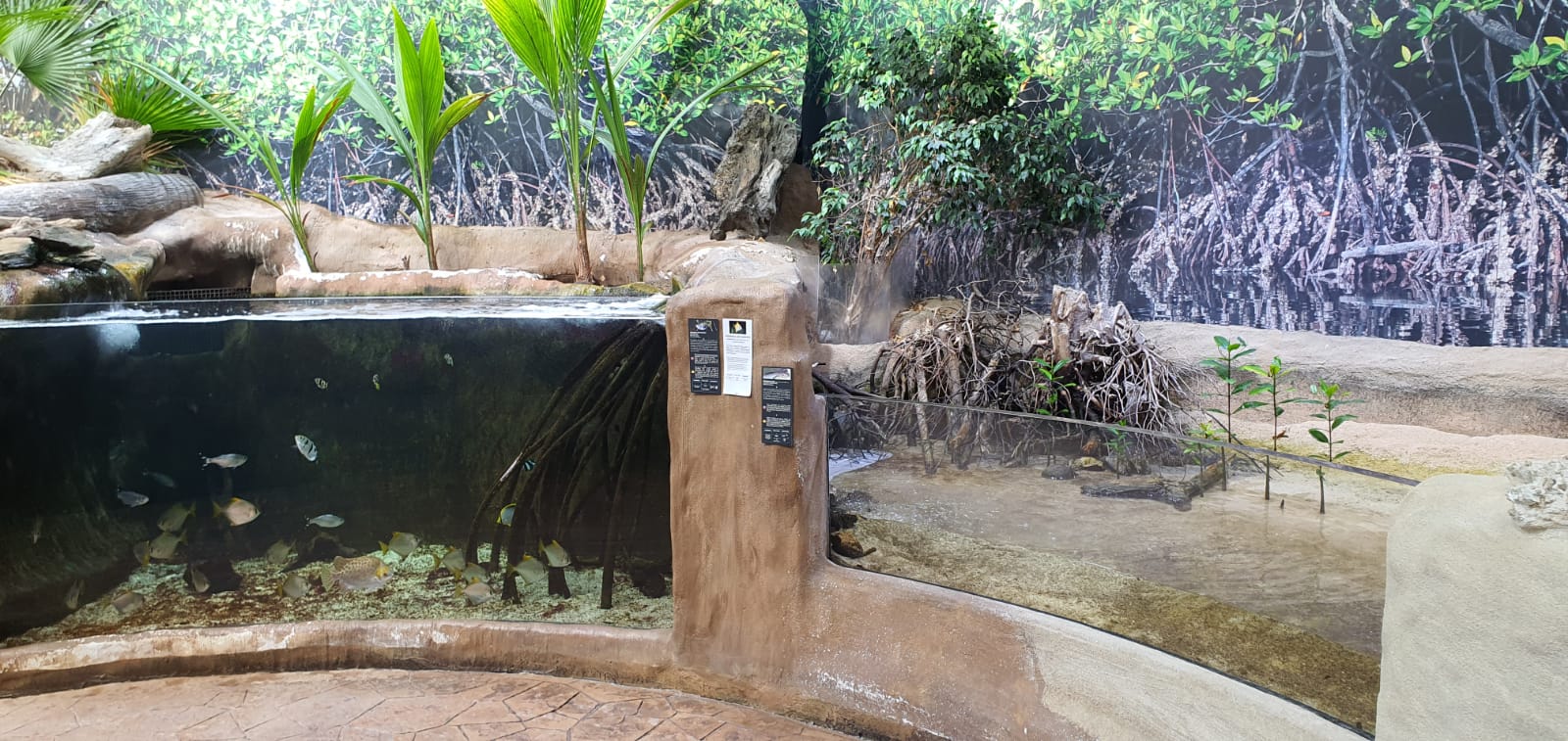 Mangroves and coral reefs • • Fishipedia